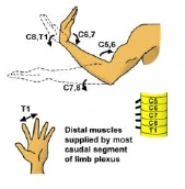 Principles of muscles | VIA Revision Wiki | Fandom