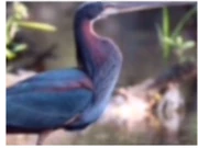 Amy | Vida The Vet Wiki | Fandom