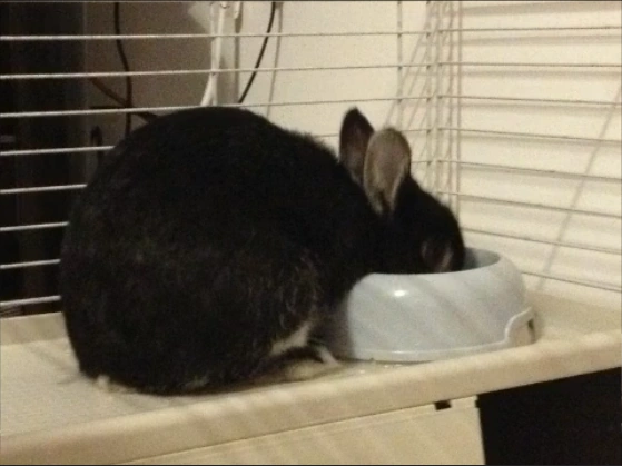 Dylan | Video Game Championship Wrestling Wiki | Fandom