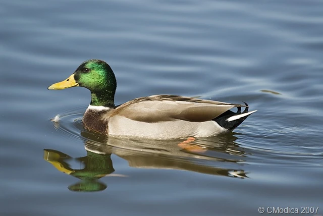 Spoot | Vidya² Wiki | Fandom