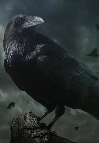 Raven | Vikings Wiki | Fandom