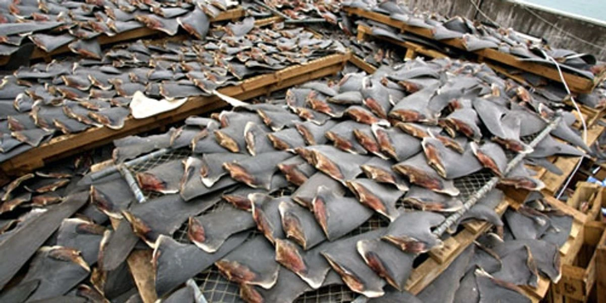 Shark Finning | Vile Evil Wiki | Fandom