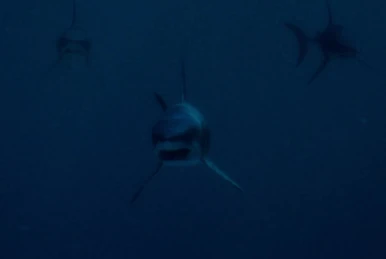 Deep Blue Sea Tiger Shark
