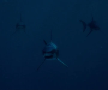 Deep Blue Sea Animatronic Shark