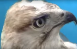 Golden Winged Great Peng | Villains Wiki | Fandom