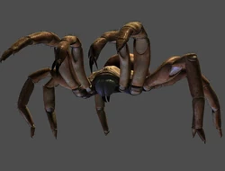 Eight Legged Freaks Spider Species