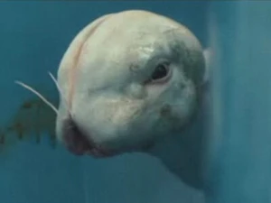 Dren (Splice) | Villains Wiki | Fandom