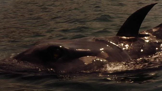 Monster Fish | Villains Wiki | Fandom