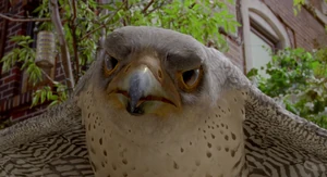 Falcon (Stuart Little)/Gallery | Villains Wiki | Fandom