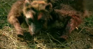 Splinter Fungus | Villains Wiki | Fandom