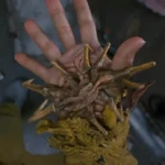 Boris The Animal True Form