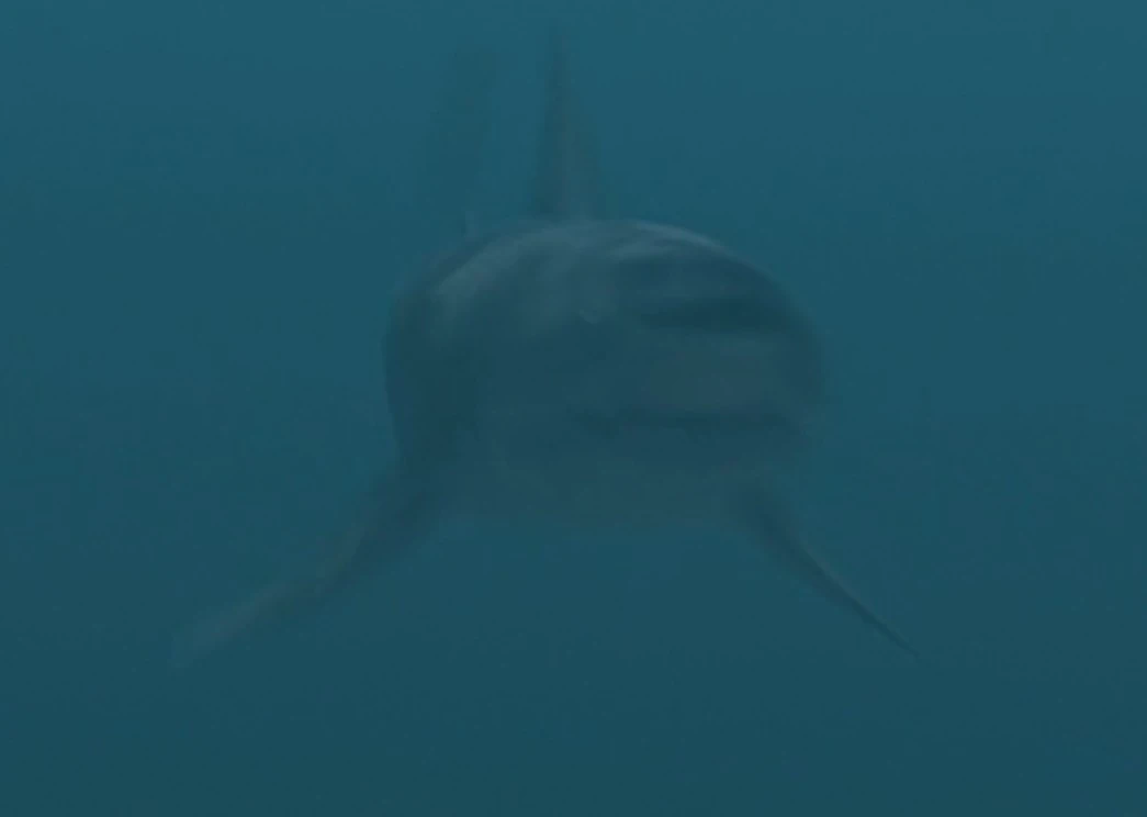 Sharks (Blue Demon) | Villains Wiki | Fandom
