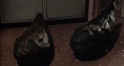 Pod People Invasion Of The Body Snatchers