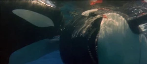 Orca (Orca) | Villains Wiki | Fandom