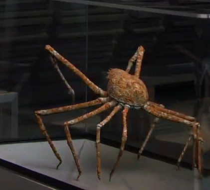 Giant Spider (Lab Rats) | Villains Wiki | Fandom