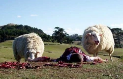 Black Sheep 2006 Weresheep