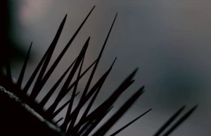 Splinter Fungus | Villains Wiki | Fandom