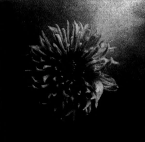 SCP-4812 | Villains Wiki | Fandom