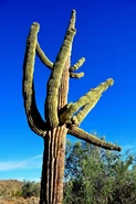 Killer Cacti | Villains Wiki | Fandom