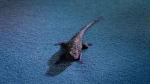 Maleficent (Descendants)/Gallery | Villains Wiki | Fandom