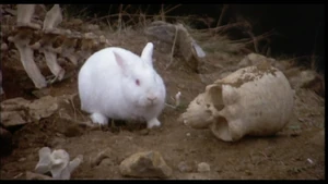 Rabbit of Caerbannog | Villains Wiki | Fandom