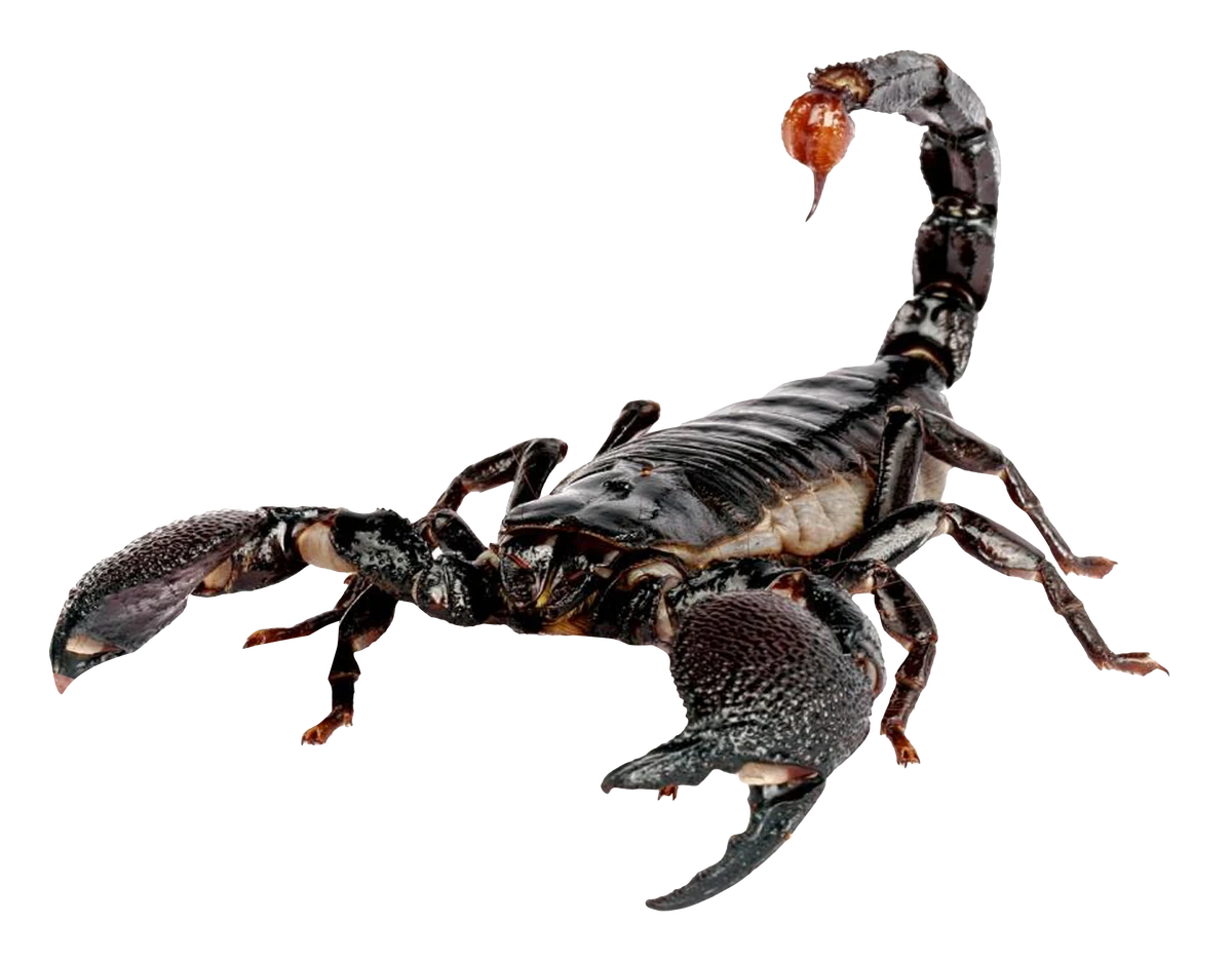 Scorpion | Villains Wiki | Fandom