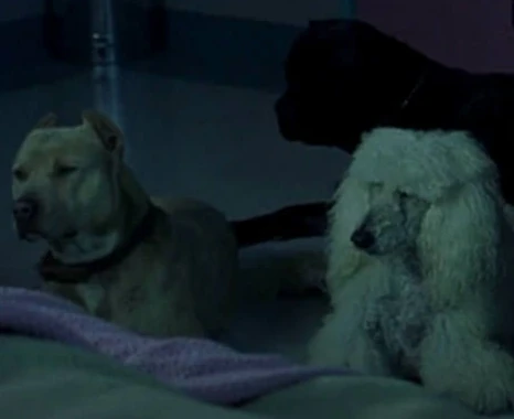 Gamma Dogs | Villains Wiki | Fandom