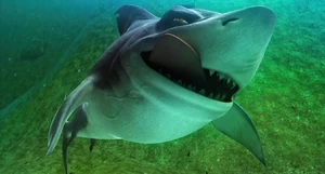 Troy (The Reef)/Gallery | Villains Wiki | Fandom