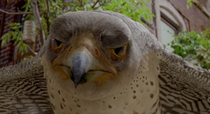 Falcon (Stuart Little)/Gallery | Villains Wiki | Fandom