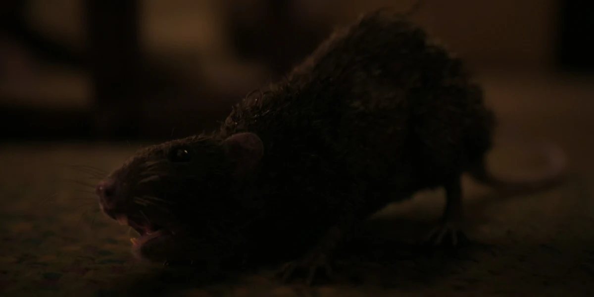 Rat (2019) | Villains Wiki | Fandom