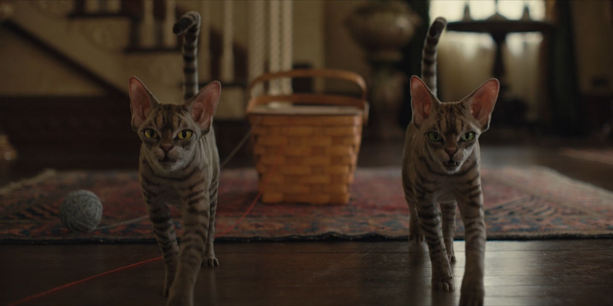 Do Cats Have Lips Wiki | Lipstutorial.org