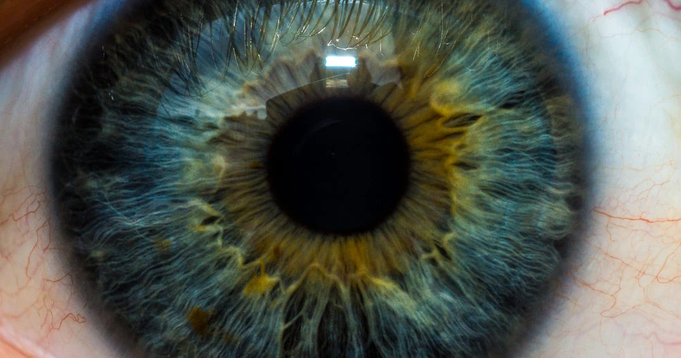 Cobweb Lady | Villains Wiki | Fandom