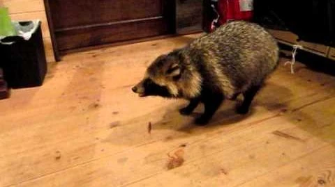 Talk:Tanuki | Villains Wiki | Fandom