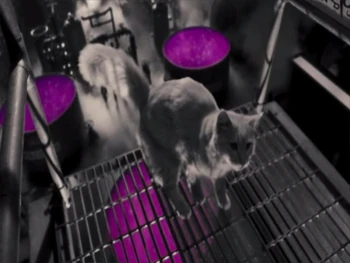 Kitty Galore | Villains Wiki | Fandom