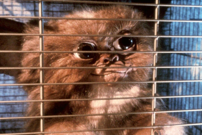 Earl (Gremlins) | Villains Wiki | Fandom