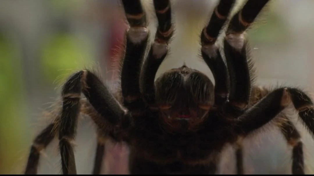 Snarky | Villains Wiki | Fandom