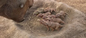 Scowler | Villains Wiki | Fandom