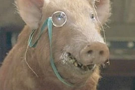 Squealer (Animal Farm) | Villains Wiki | Fandom