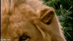 George Of The Jungle Lion
