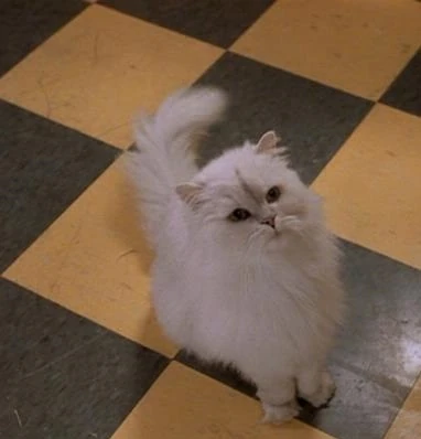 Snowbell Cat Stuart Little