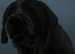 The Stephen King Thriller Cujo Features A Killer Canine Of Which Dog Breed
