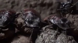 Cockroaches (Bug) | Villains Wiki | Fandom