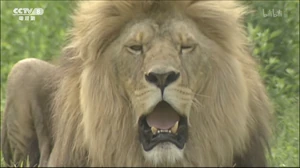 Azure Lion Demon | Villains Wiki | Fandom