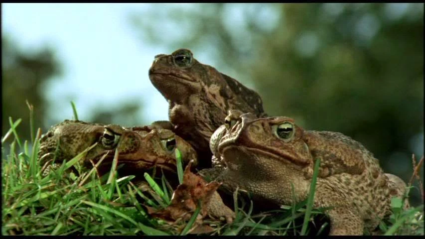 Frogs (Frogs) | Villains Wiki | Fandom