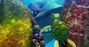 Troy (The Reef)/Gallery | Villains Wiki | Fandom