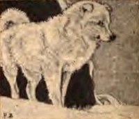 Spitz/Gallery | Villains Wiki | Fandom