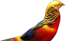 Tohri Nishikikouji | Villains Wiki | Fandom