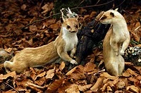 Orgoglio & Furioso | Villains Wiki | Fandom