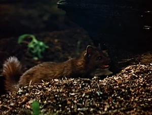 The Marten/Gallery | Villains Wiki | Fandom