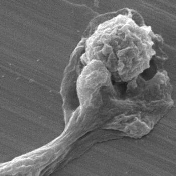 SCP-3003-2 | Villains Wiki | Fandom